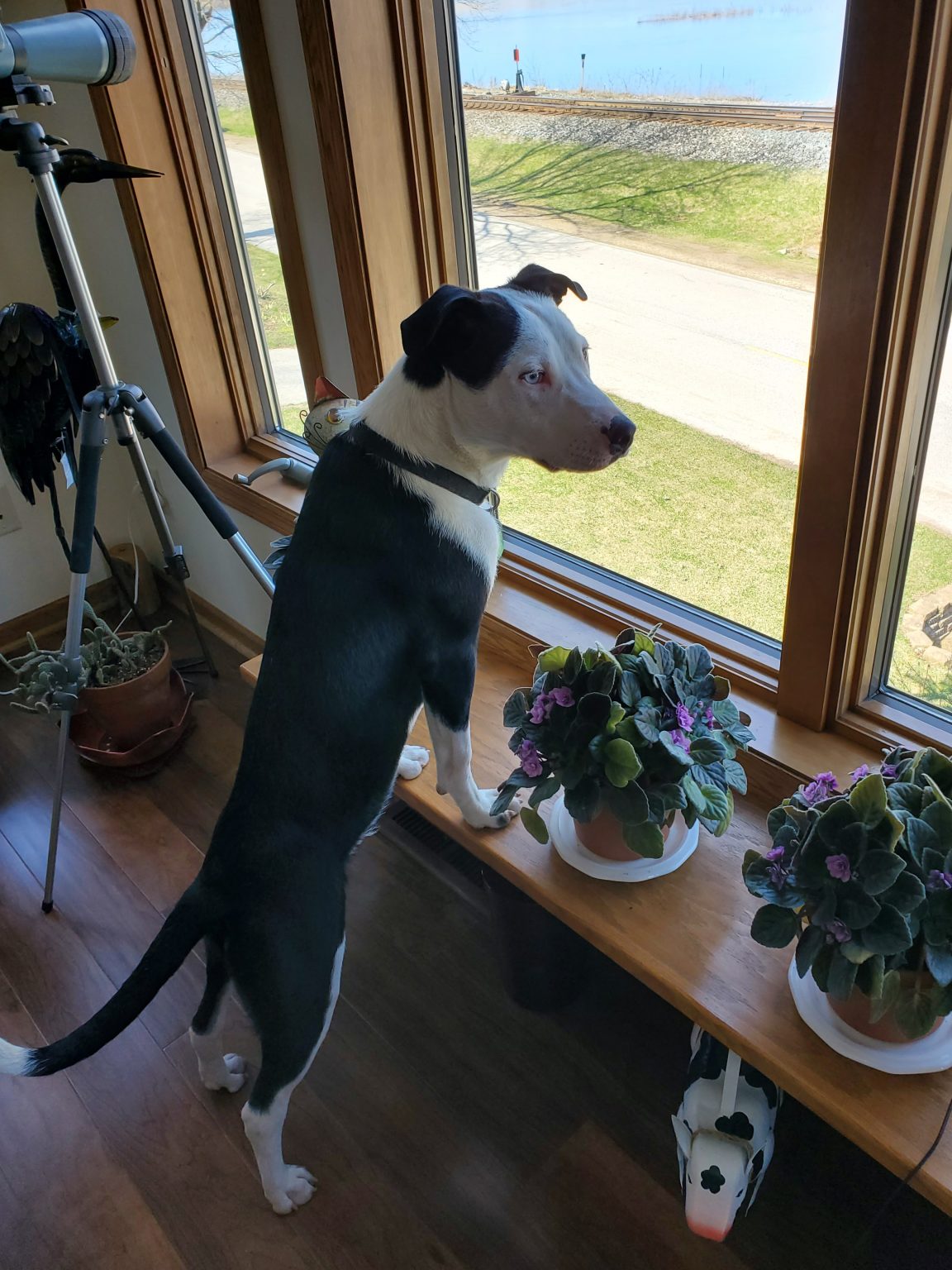 Milo day 2 at work | The River Nest Bed and Breakfast